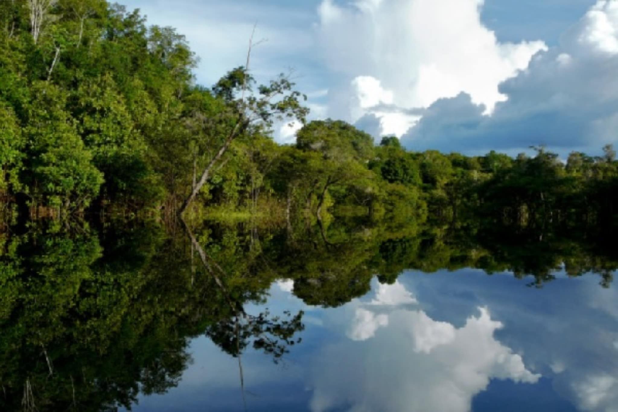 INCT Madeiras da Amazônia: do manejo florestal sustentável à tecnologia ...