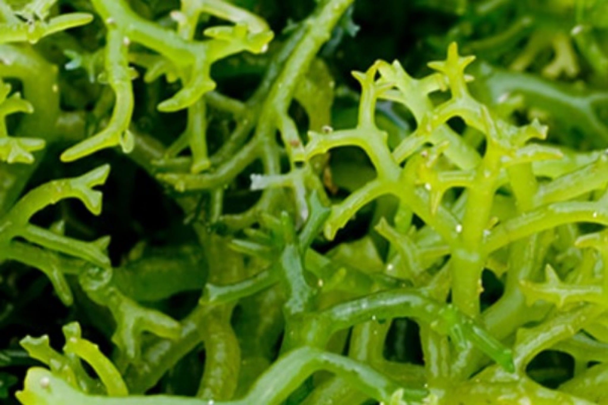 Produção de macroalga traz benefícios ao meio ambiente e a maricultores ...