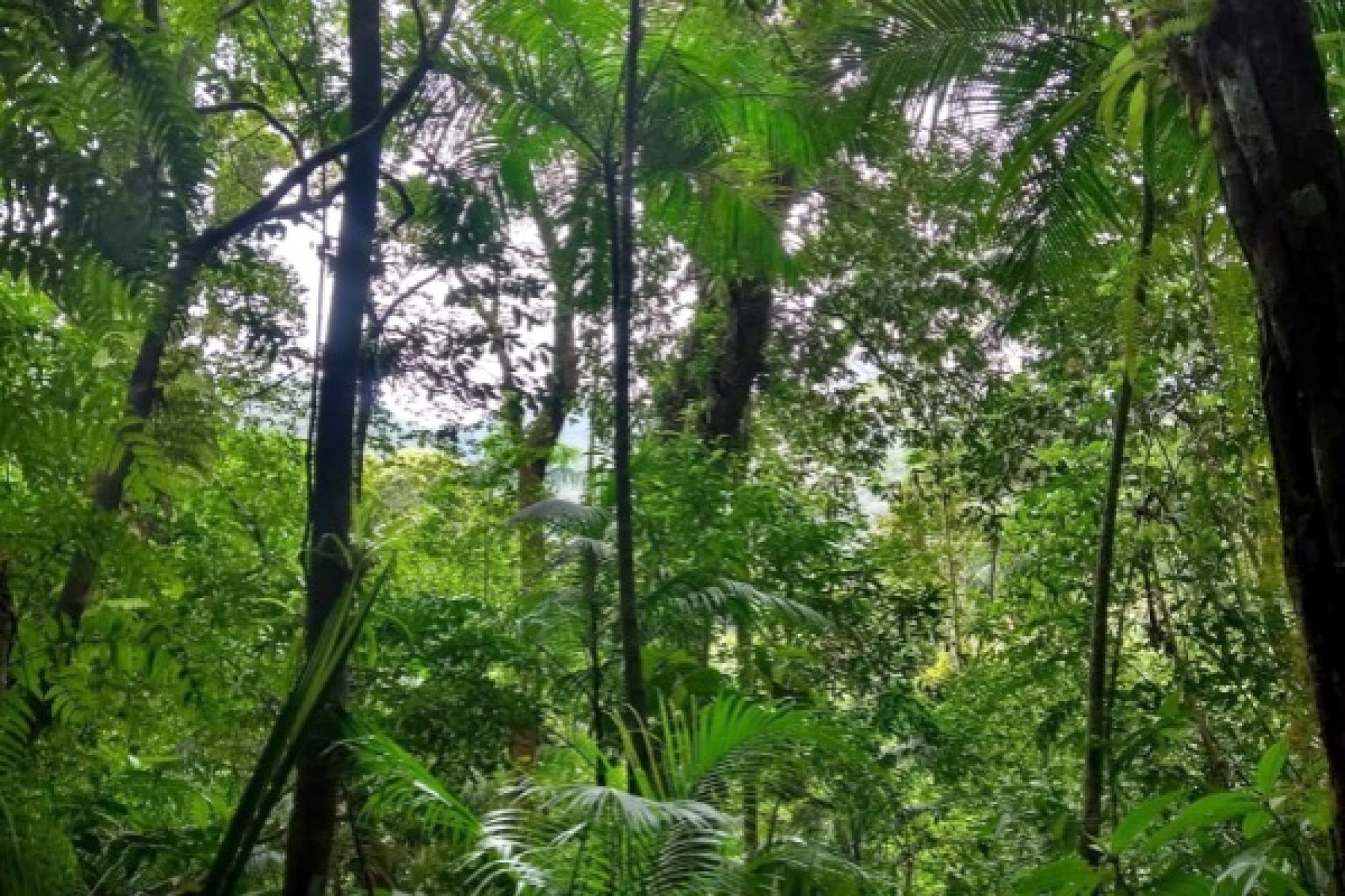 Grandes árvores das florestas subtropicais no Sul do Brasil são ...